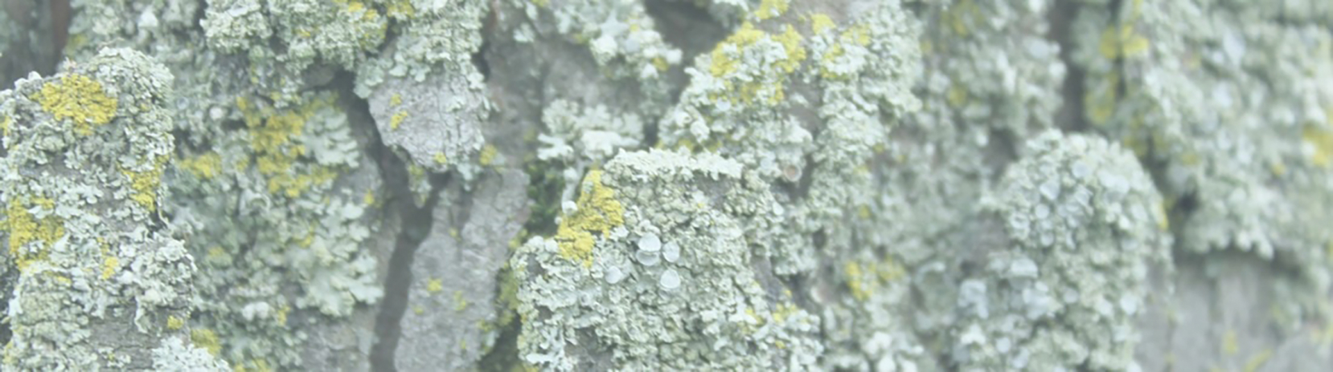 Artist Gallery: Simone Collins