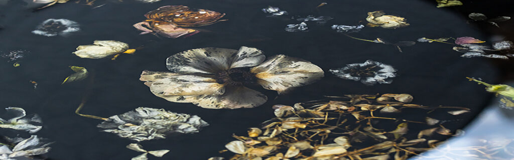 Artist Gallery: Stephanie Angela Singh